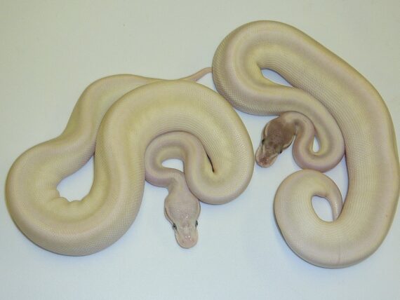 Buy Baby Super Mojave Ball Python Online | Mojave Ball Python For Sale