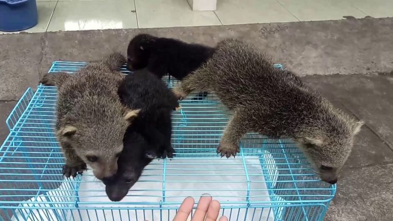 Binturong Baby For Sale Online | Buy Binturong Baby Online | Binturong