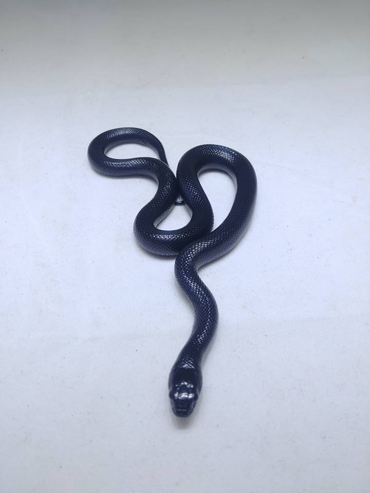 Mexican Black Kingsnake6