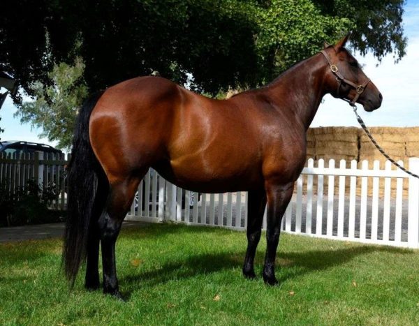 Quarter Horse Gelding For Sale | Buy Quarter Horse Gelding Online