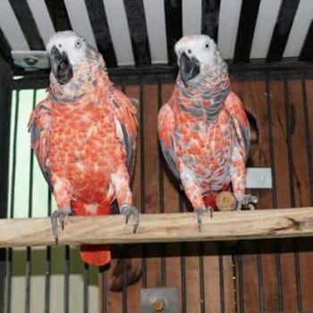 Shipping Choose an option One Pair