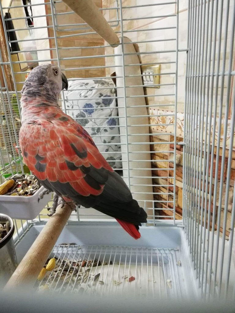 Red Factor African Grey Parrot For Sale Online | Baby Red Factor Online
